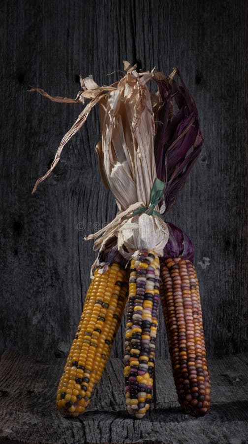 Colorful Corn on the Cob stock image. Image of crop - 218106873