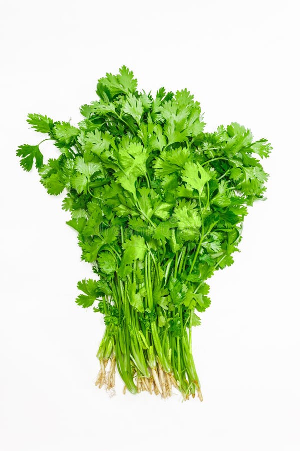 Bundle of coriander stock photo. Image of background - 55670910