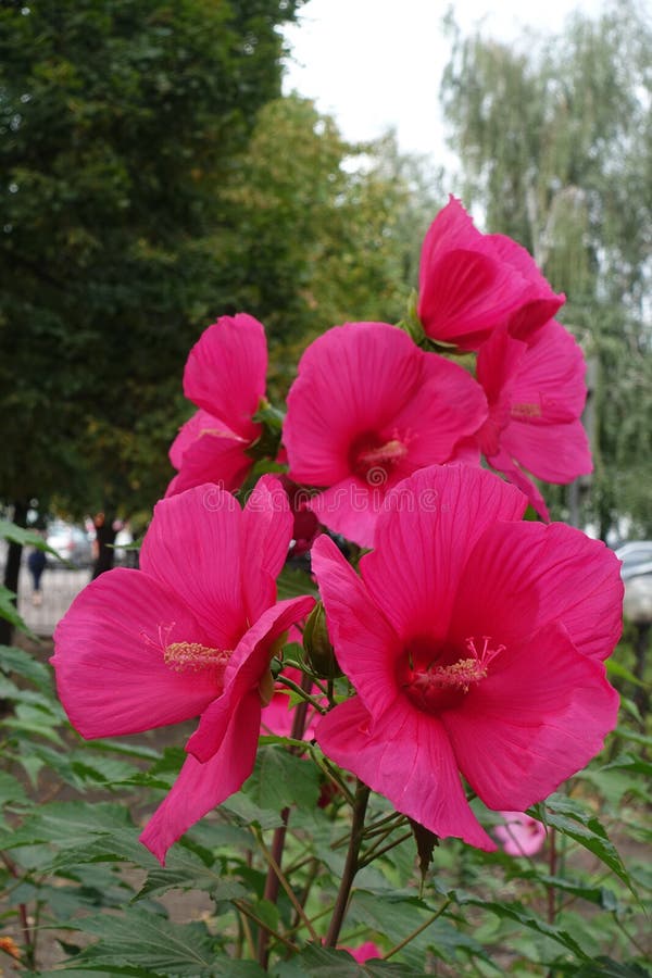 Bundle of Crimson Red Flowers of Hibiscus Moscheutos in August Stock ...