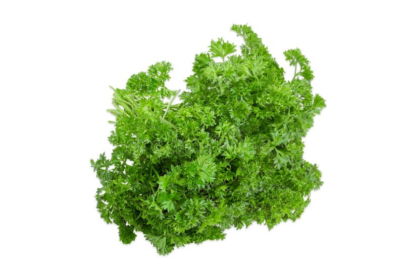 Bundle of Curly Leaf Parsley on a Light Background Stock Image - Image ...