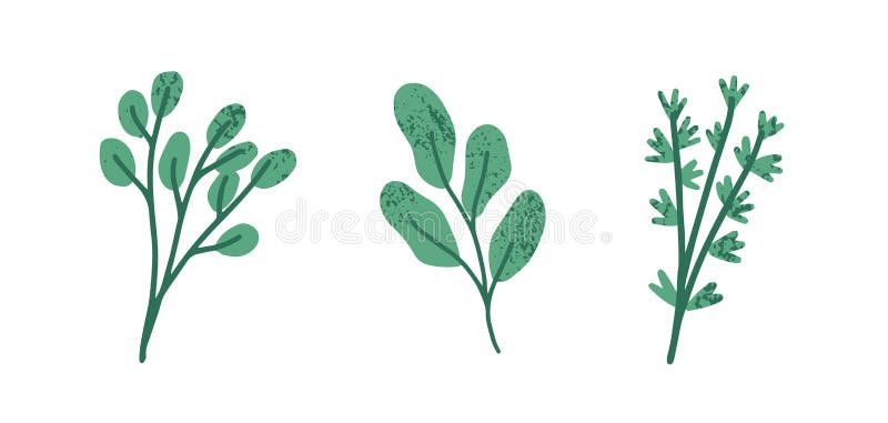 Bundle of Different Greenery. Simple Monochrome Decor Elements Stock ...