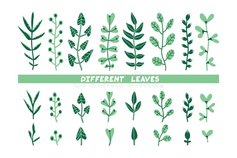 Bundle of different leaves stock vector. Illustration of flora - 244710339