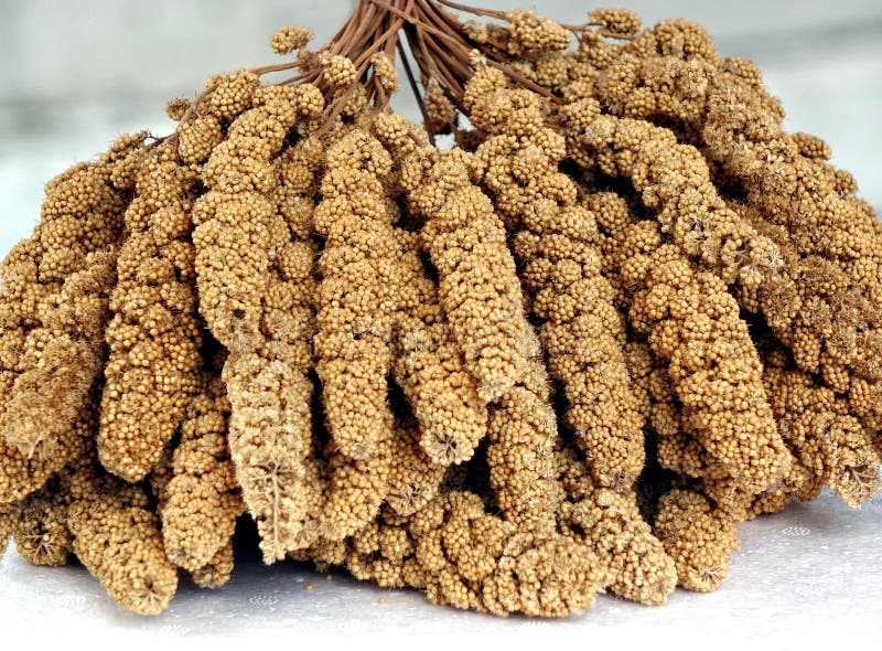 Bundle of Dried Millet Heads Stock Photo - Image of staple, millet ...