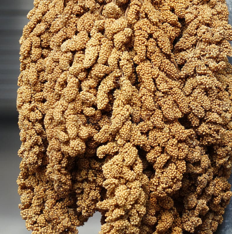 Bundle Of Dried Millet Heads Stock Image - Image of plant, produce ...