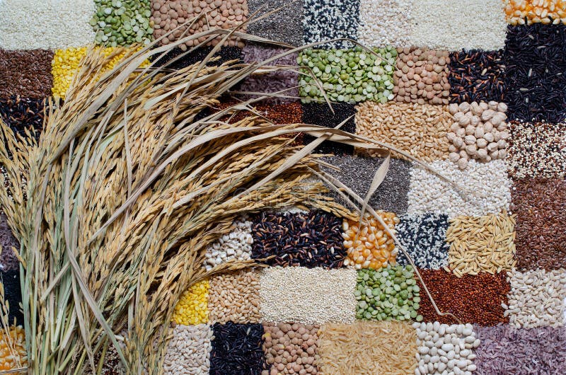 Bundle of Dry Organic Rice Ear on Variety Kinds of Natural Cereal and ...