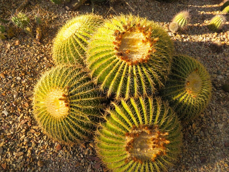 Cactus, Phoenix, Arizona stock photo. Image of food - 281841310