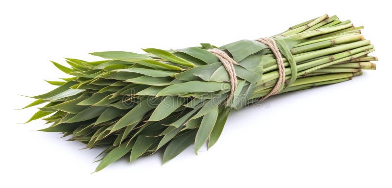 Bundle of Fresh Bamboo Leaves Tied with Rope Stock Image - Image of ...