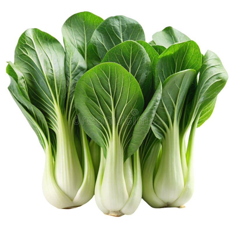 Fresh Bok Choy Isolated on White Background Stock Illustration ...