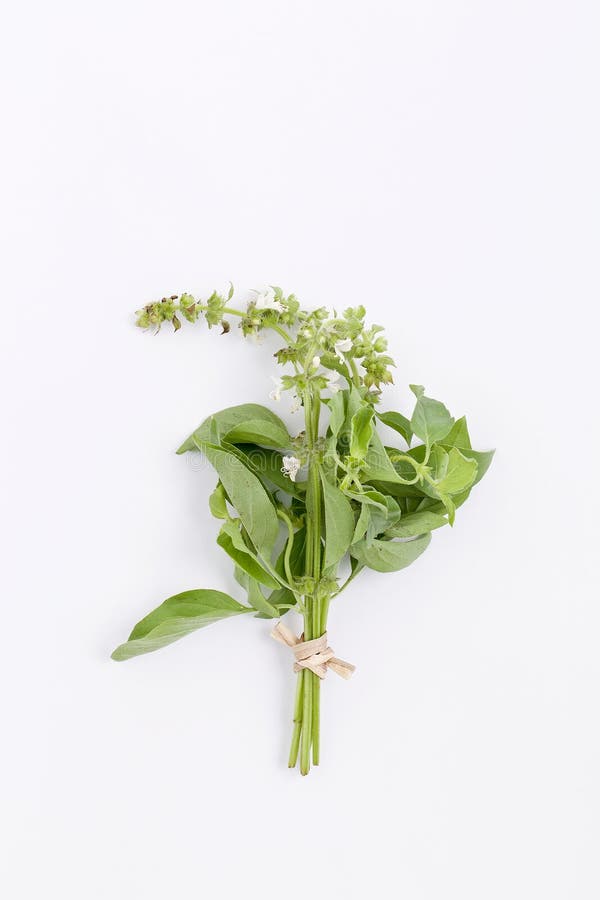 Bundle of Fresh Hoary Basil Isolated on White. Stock Image - Image of ...