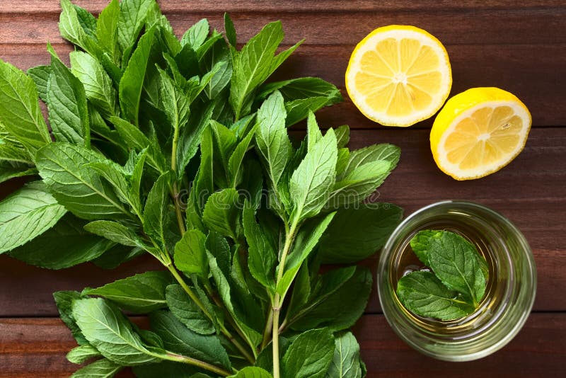 Bundle of Fresh Mint stock photo. Image of fresh, overhead - 111883880