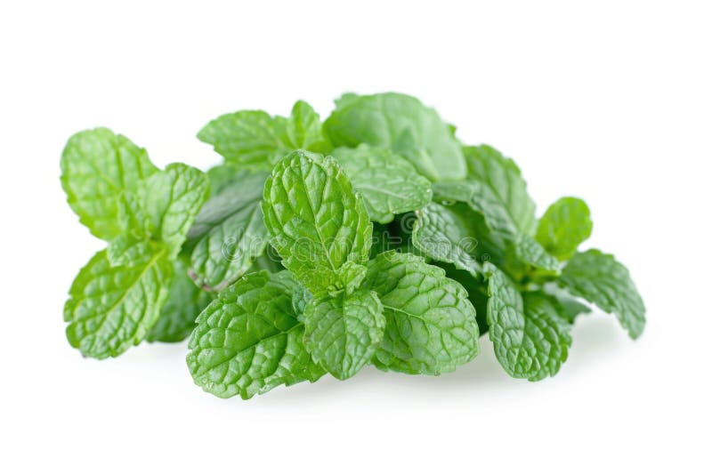 A Bundle of Fresh Mint Leaves Arranged on a White Surface, Ready for ...