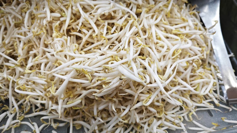 Bundle of Fresh Mung Bean Sprouts on Display. Stock Photo - Image of ...