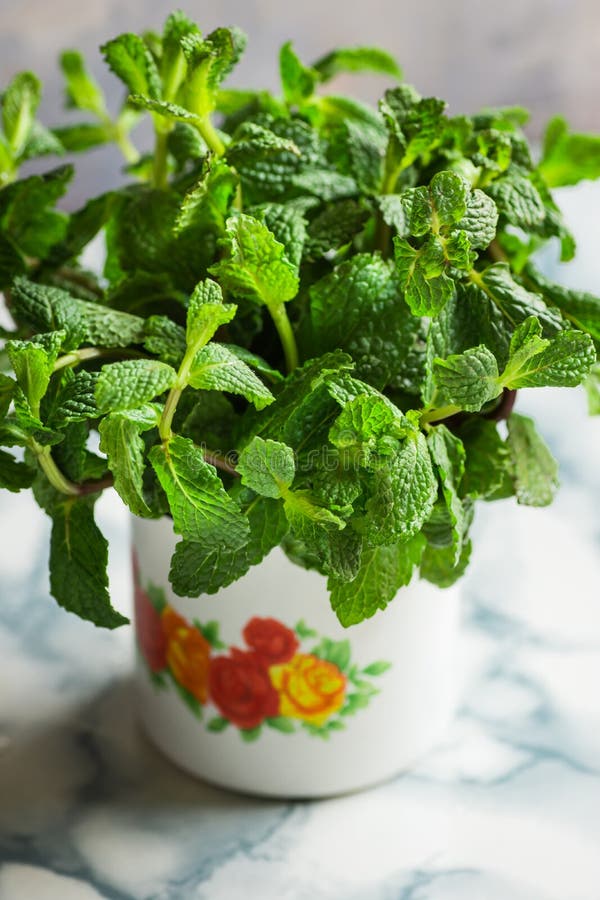 Bundle of Fresh Organic Mint in an Enamel Mug on Marble Tabletop ...