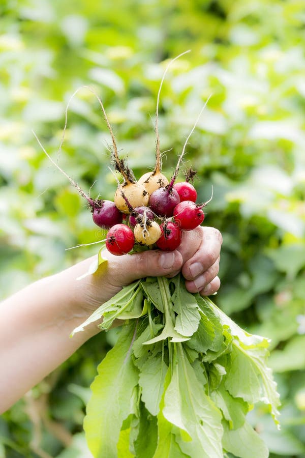 Bundle of Fresh Radish Mixed Flavors Stock Image - Image of radish ...