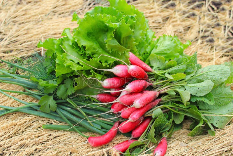 Bundle of fresh radishes stock image. Image of aroma - 42190047
