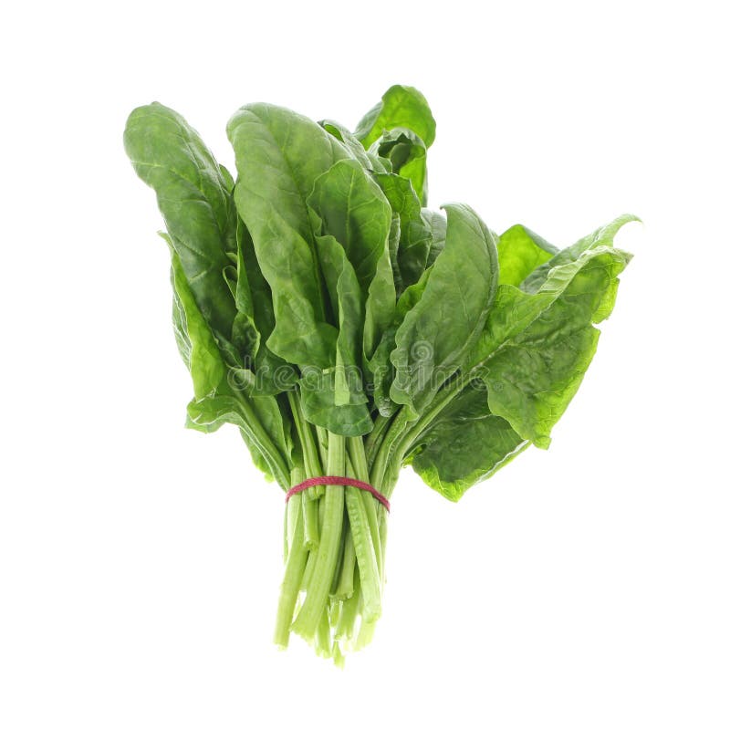 Bundle of Fresh Spinach Isolated Stock Photo - Image of nutrient ...