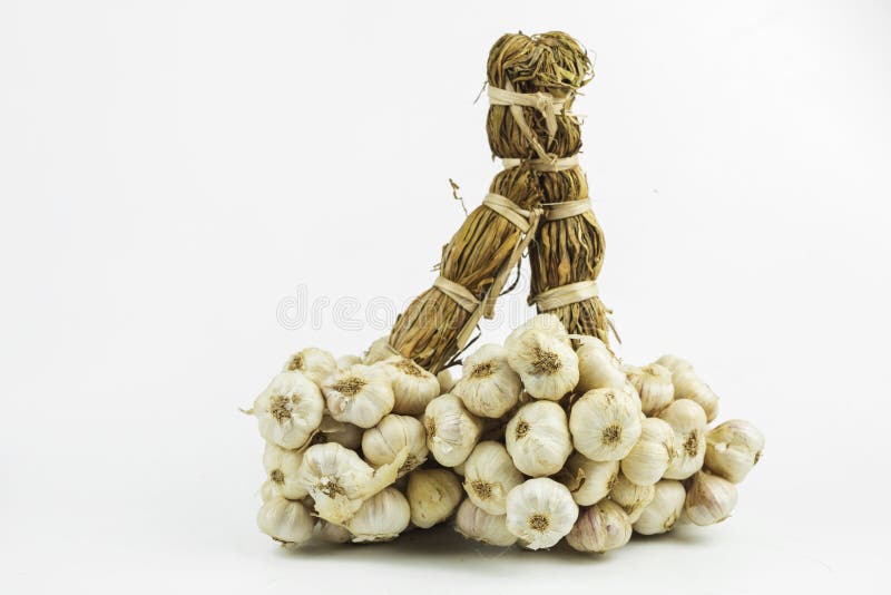 Bundle of Garlic or Garlics on Isolated Stock Image - Image of braid ...