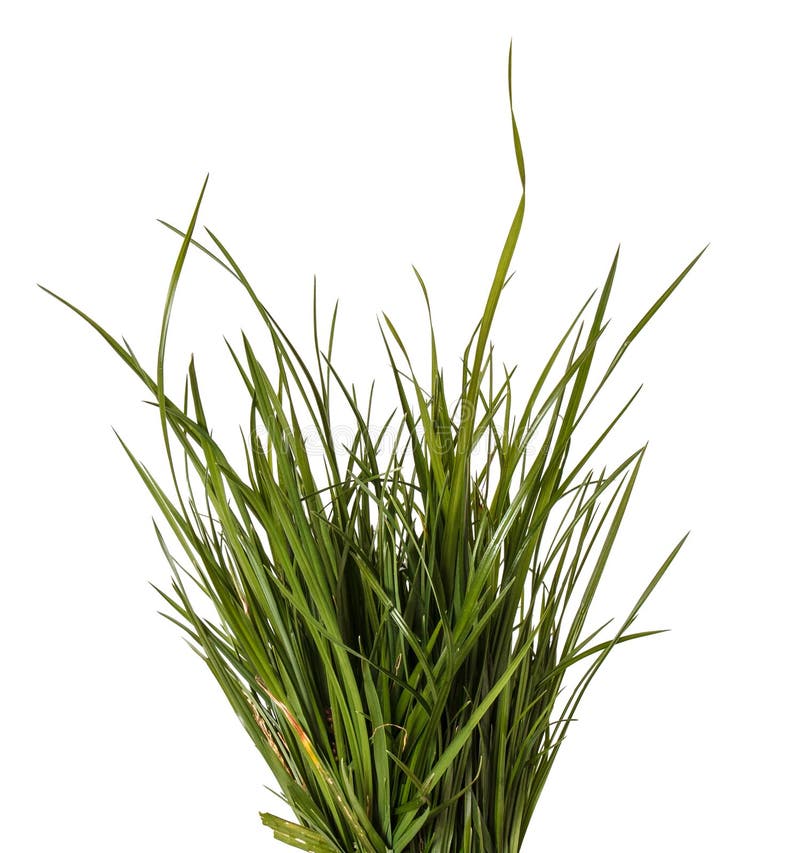 Bundle of Green Grass Isolated on White Stock Image - Image of nature ...