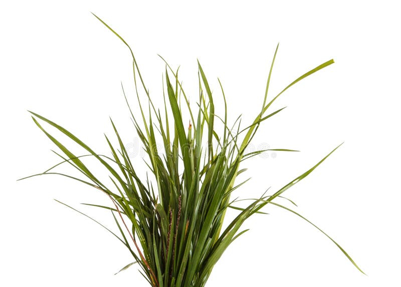 Bundle of Green Grass Isolated on White Stock Photo - Image of forest ...