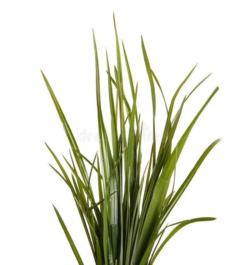 Bundle of Green Grass Isolated on White Stock Image - Image of plant ...
