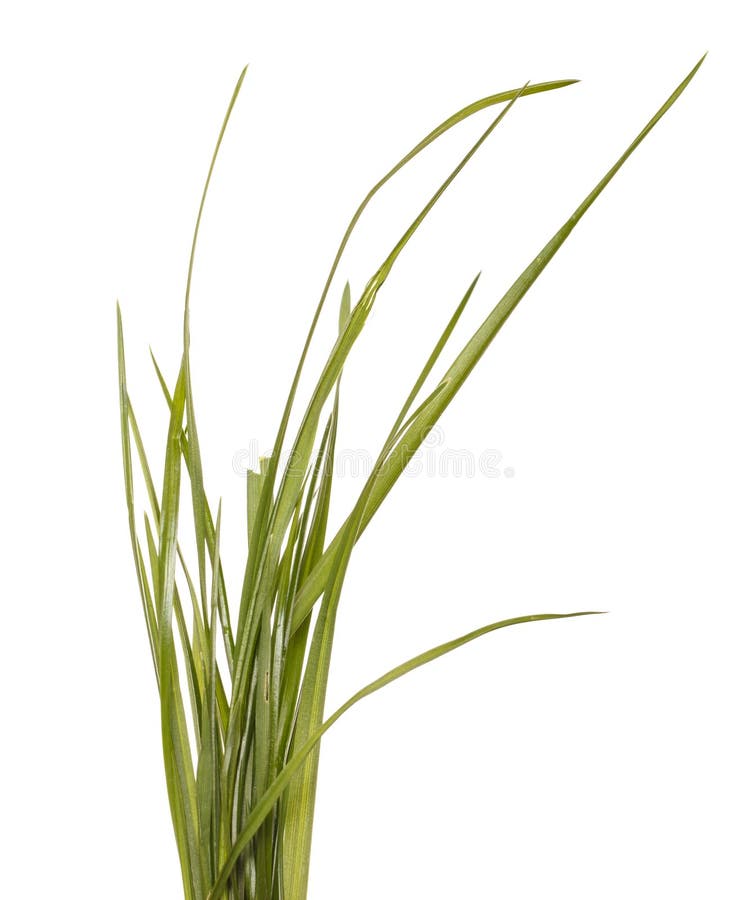 Bundle of Green Grass Isolated on White Stock Image - Image of ...