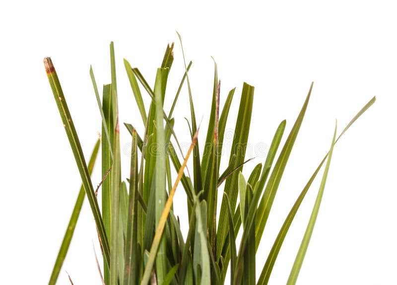 Bundle of Green Grass Isolated on White Stock Image - Image of ...