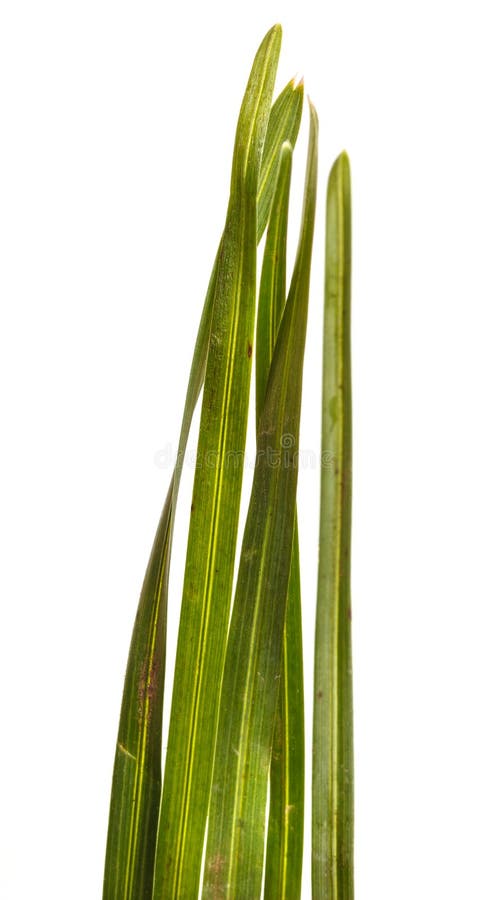 Bundle of Green Grass Isolated on White Stock Image - Image of weeds ...