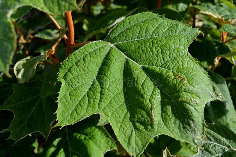 Bundle of Green Leaves Closeup Stock Image - Image of fresh, summertime ...