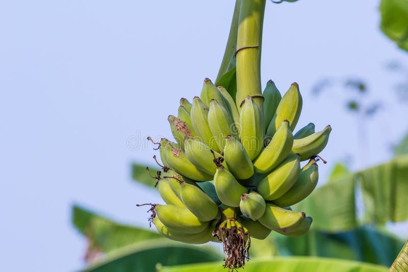 Bundle green raw banana stock image. Image of asia, meal - 52839843