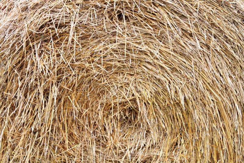 Bundle of hay stock image. Image of pattern, rural, yellow - 16254571