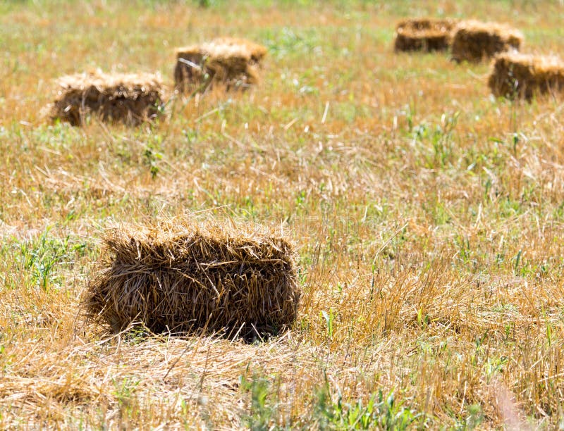 Bundle of hay on the field stock photo. Image of landscape - 105653476