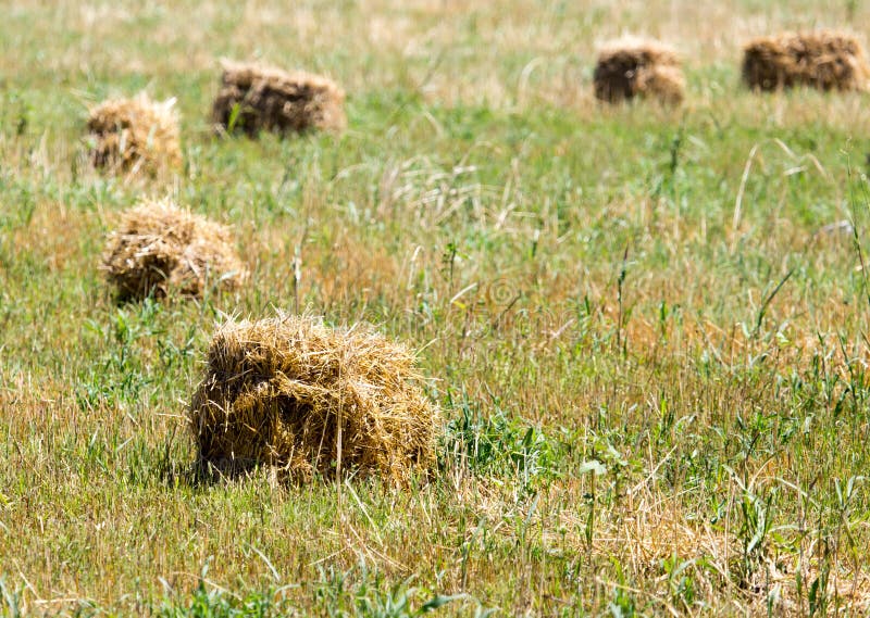 Bundle of hay on the field stock photo. Image of isolated - 105653650