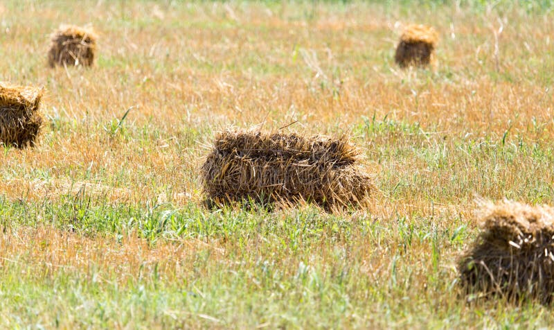 Bundle of hay on the field stock photo. Image of harvesting - 105986508