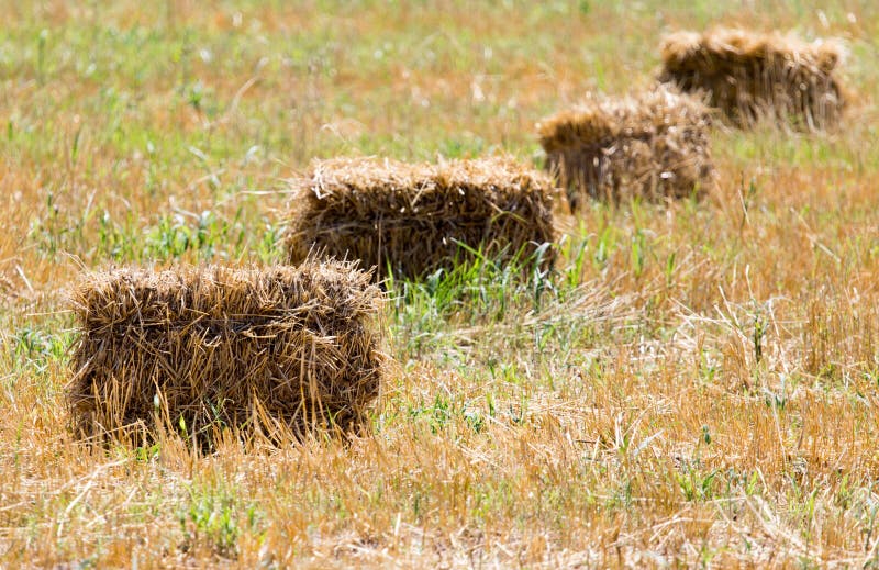 Bundle of hay on the field stock image. Image of blue - 105987211