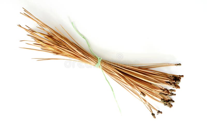 Bundle of Jeffrey Pine Needles on White Background Stock Photo - Image ...