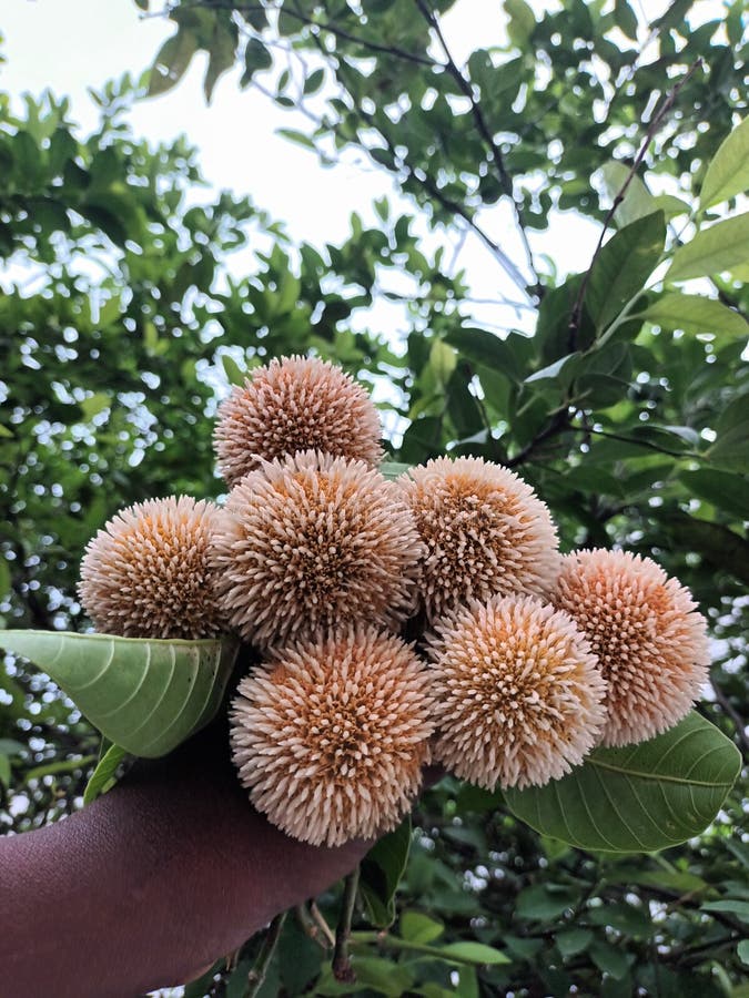 Bundle of kadam stock photo. Image of produce, tropics - 252455490