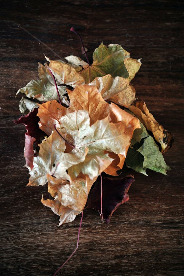 Bundle of Leaves stock photo. Image of color, design - 363860650