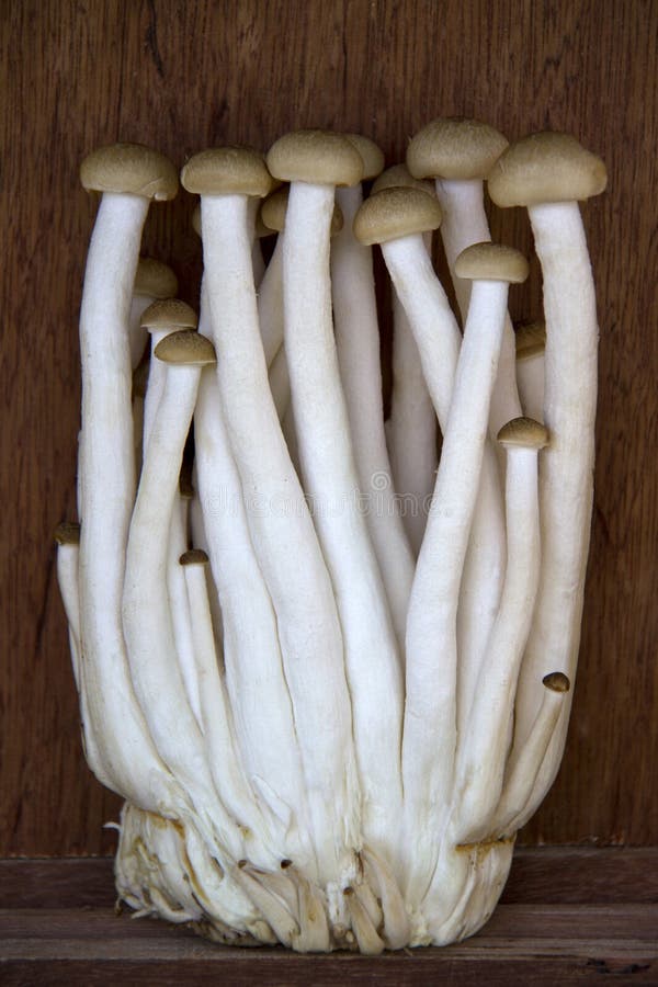 Bundle Long Stemmed Mushrooms Stock Photos - Free & Royalty-Free Stock ...