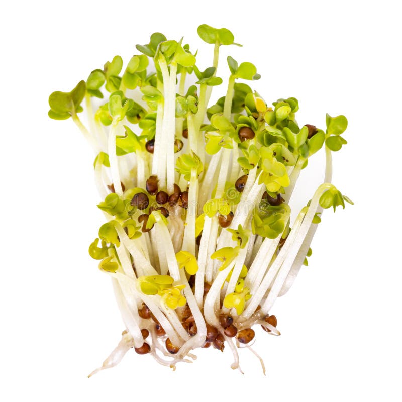 Bundle of Microgreens on White, Isolated, Blank for a Banner or Label ...