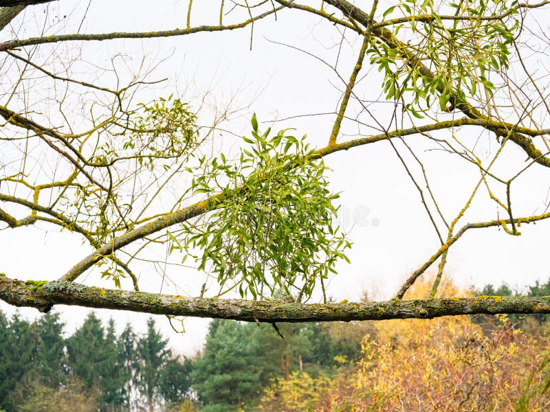 Bundle of Mistletoe on a Bare Tree Branch Stock Image - Image of ...