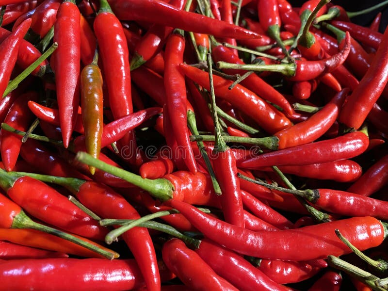 A Bundle of Multiple Fresh, Hot, Large and Bright Red Chili or Pepper ...