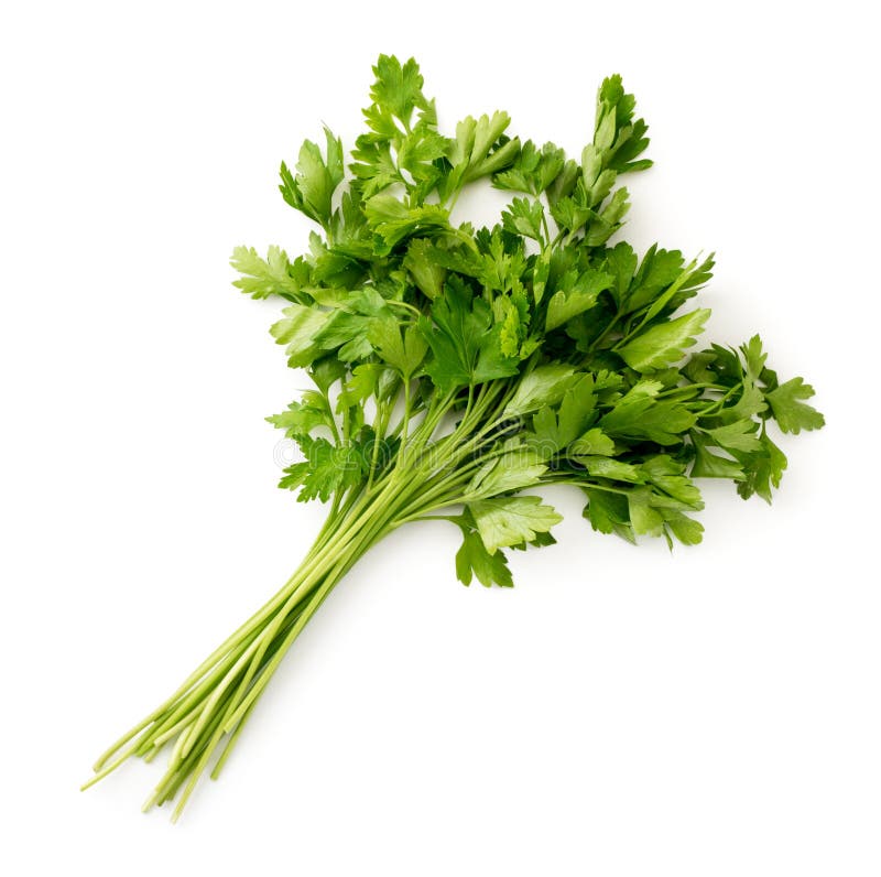 Bundle Of Parsley Picture. Image: 2782242
