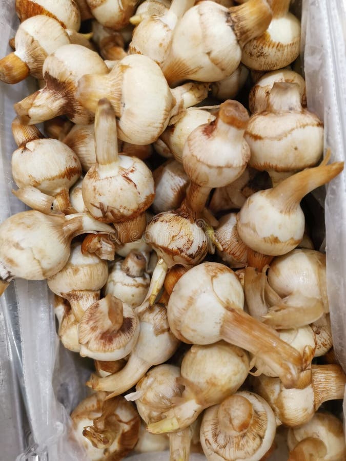 Bundle of the Raw China Arrowhead Stock Image - Image of china, asia ...