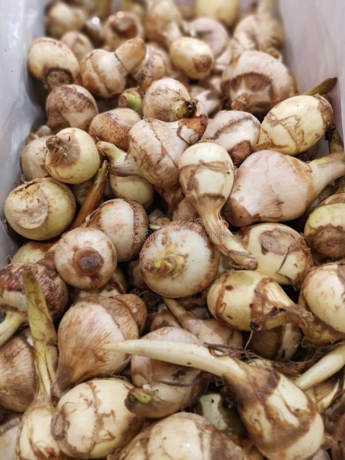 Bundle of the Raw China Arrowhead Stock Photo - Image of root, trifolia ...