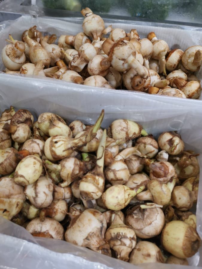 Bundle of the Raw China Arrowhead Stock Image - Image of trifolia ...