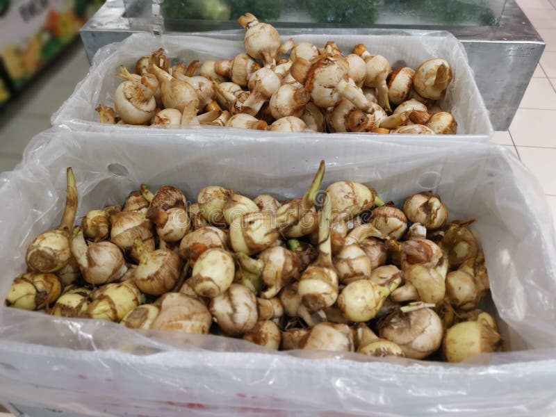 Bundle of the Raw China Arrowhead Stock Image - Image of kuwai ...