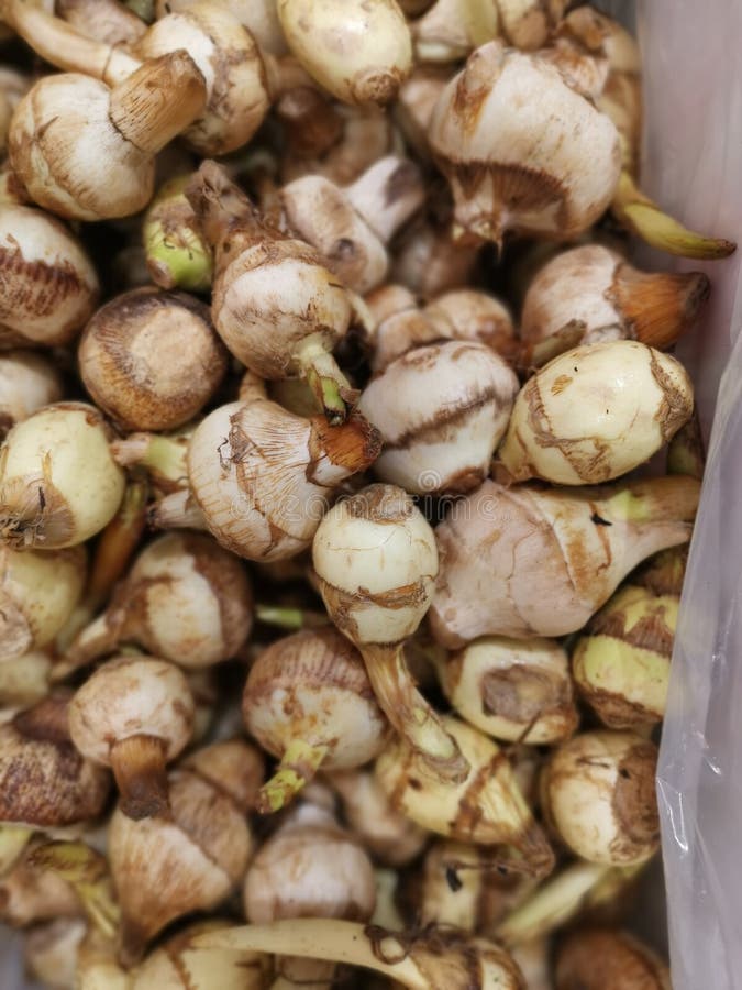 Bundle of the Raw China Arrowhead Stock Photo - Image of food, market ...