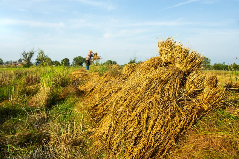 Bundle of rice stock photo. Image of green, outdoor - 126102056
