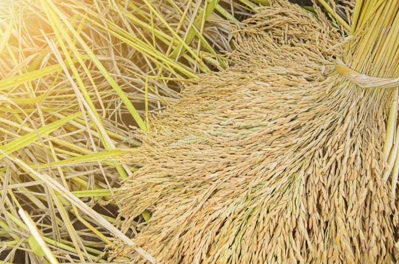 Bundle of Rice on the Rice Field Stock Photo - Image of grain, growing ...