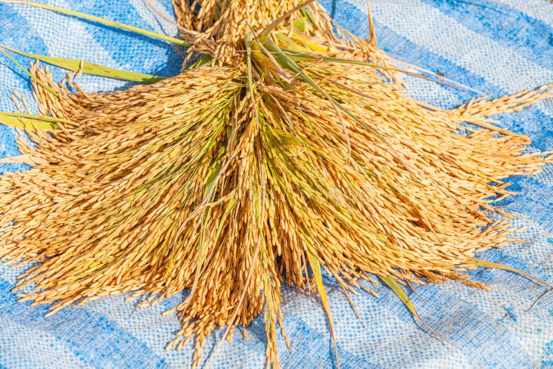 Bundle of Rice on the Rice Field Stock Image - Image of paddy, blue ...
